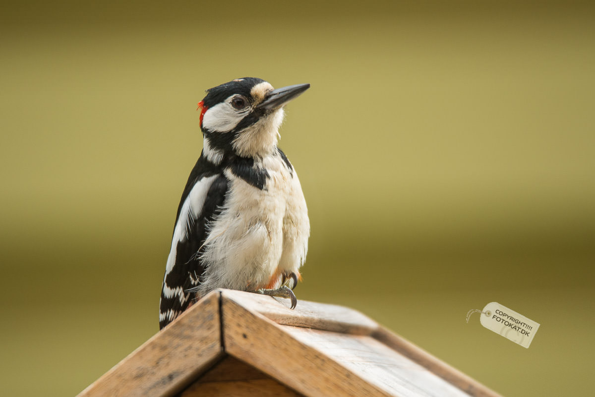 Fugle i haven - Svenstrup - fotokat.dk